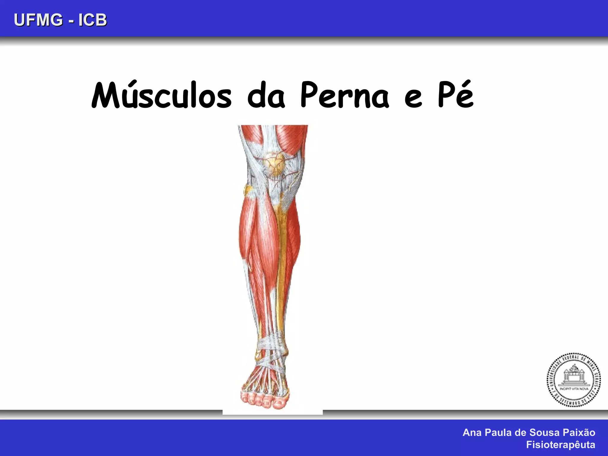 Aula xii. musculos da perna e pé | PPT