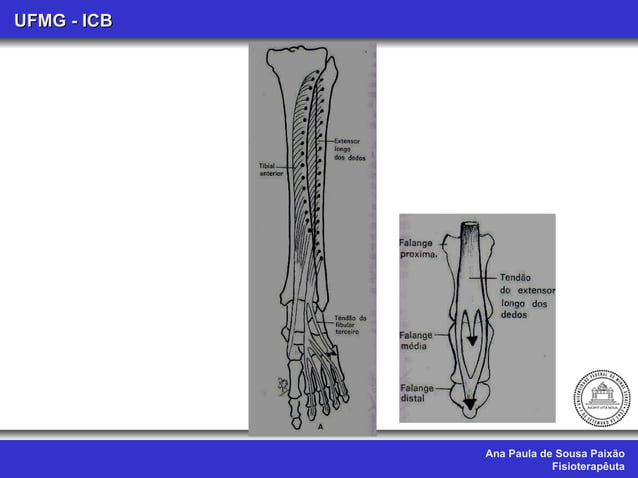 Aula xii. musculos da perna e pé | PPT