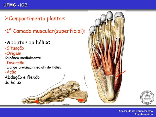 Aula xii. musculos da perna e pé | PPT
