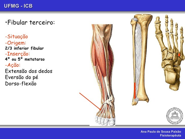 Aula xii. musculos da perna e pé