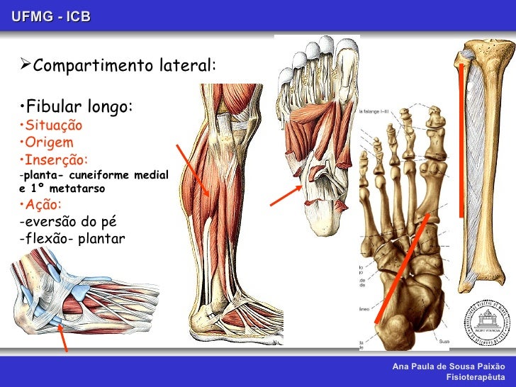 Aula xii. musculos da perna e pé