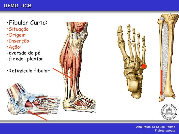 Aula xii. musculos da perna e pé