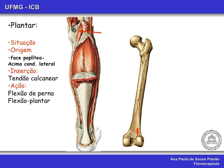 Aula xii. musculos da perna e pé