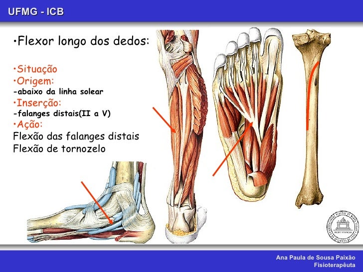 Aula xii. musculos da perna e pé