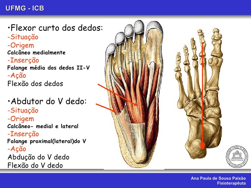 Aula xii. musculos da perna e pé