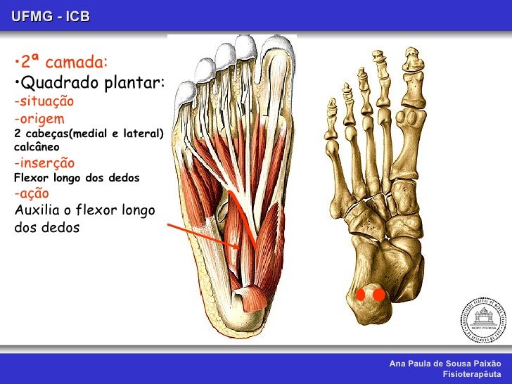 Aula xii. musculos da perna e pé