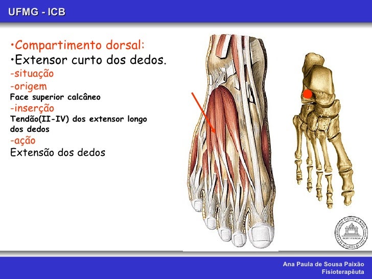 Musculos Da Perna