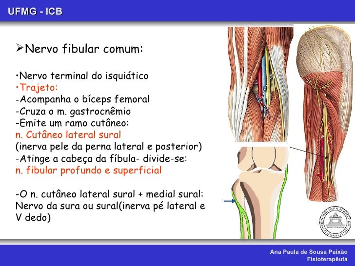 Aula xiii.inervação do mmii