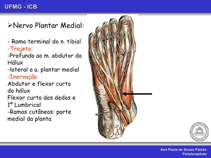 Aula xiii.inervação do mmii