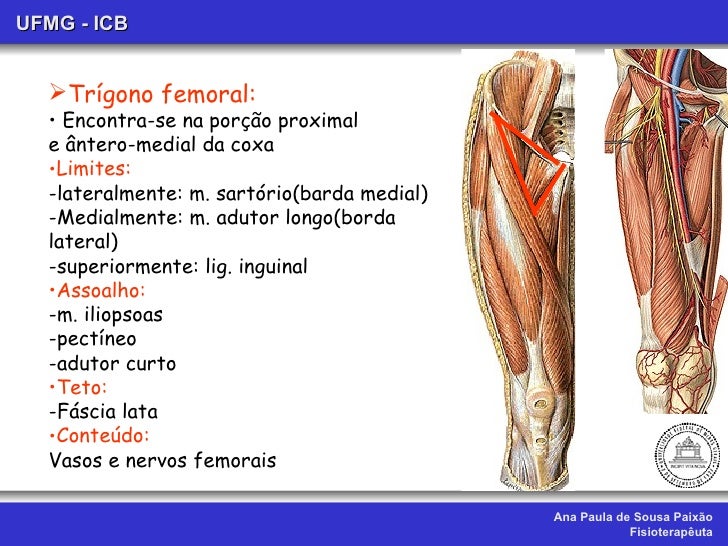 Aula xiii.inervação do mmii