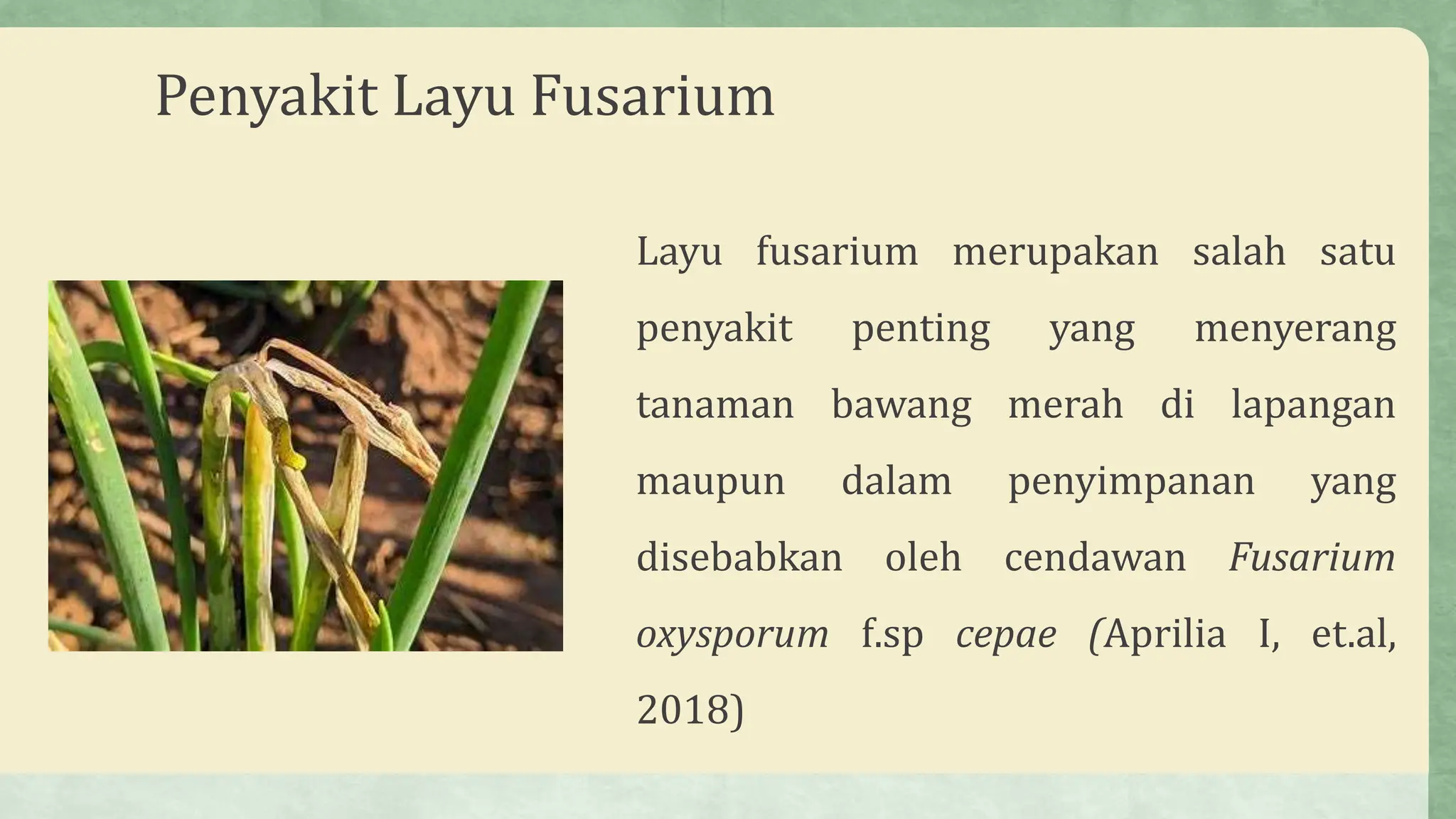 Aulia Dwi Septiani-214110213-Layu Fusarium.pptx
