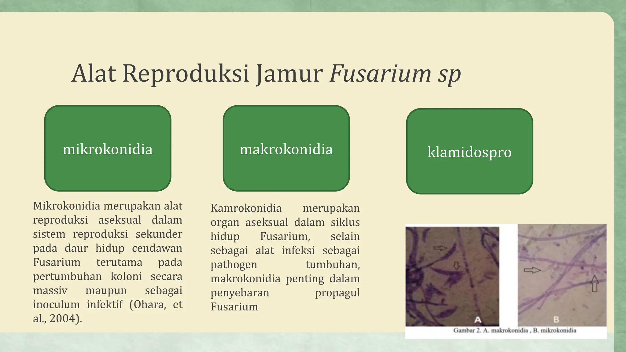 Aulia Dwi Septiani-214110213-Layu Fusarium.pptx