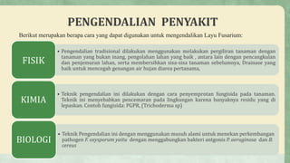 Aulia Dwi Septiani-214110213-Layu Fusarium.pptx