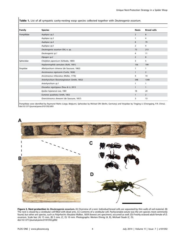 A unique nest protection strategy in a new species of spider wasp | PDF