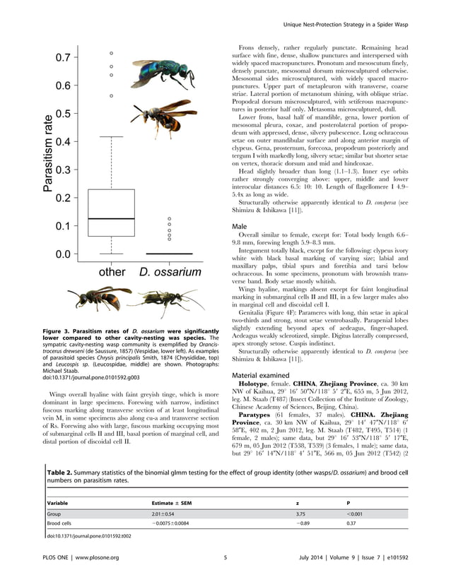 A unique nest protection strategy in a new species of spider wasp | PDF