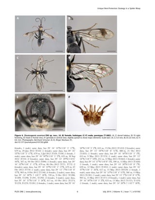 A unique nest protection strategy in a new species of spider wasp | PDF