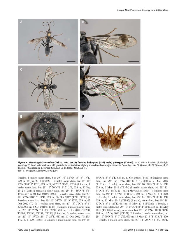 A unique nest protection strategy in a new species of spider wasp | PDF