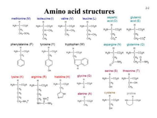 protein stability | PPTX