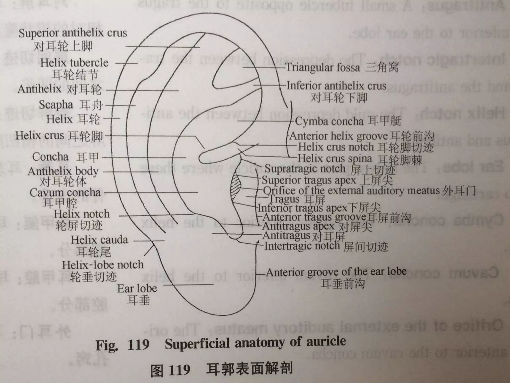 Auricular Acupuncture | PPTX