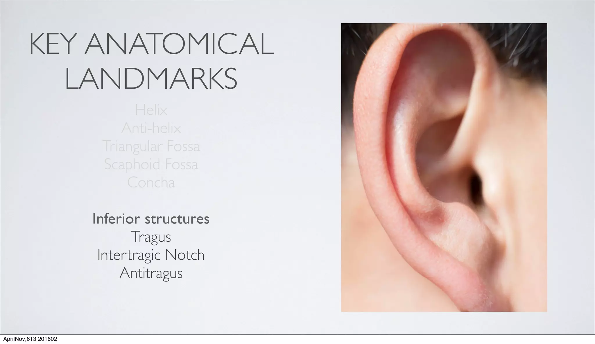 Auricular acupuncture introduction - the anatomical landmarks of the ...