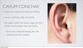 Auricular acupuncture introduction - the anatomical landmarks of the ...