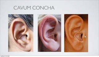 Auricular acupuncture introduction - the anatomical landmarks of the ...