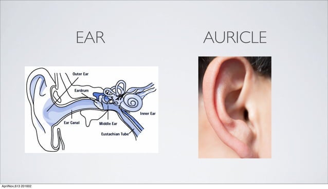 Auricular acupuncture introduction - the anatomical landmarks of the ...