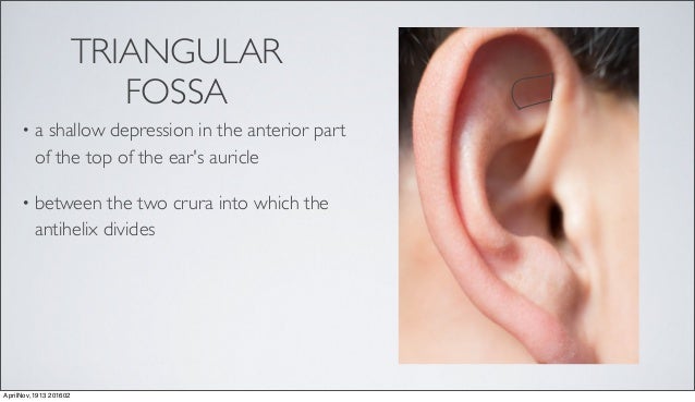 Auricular acupuncture introduction - the anatomical landmarks of the