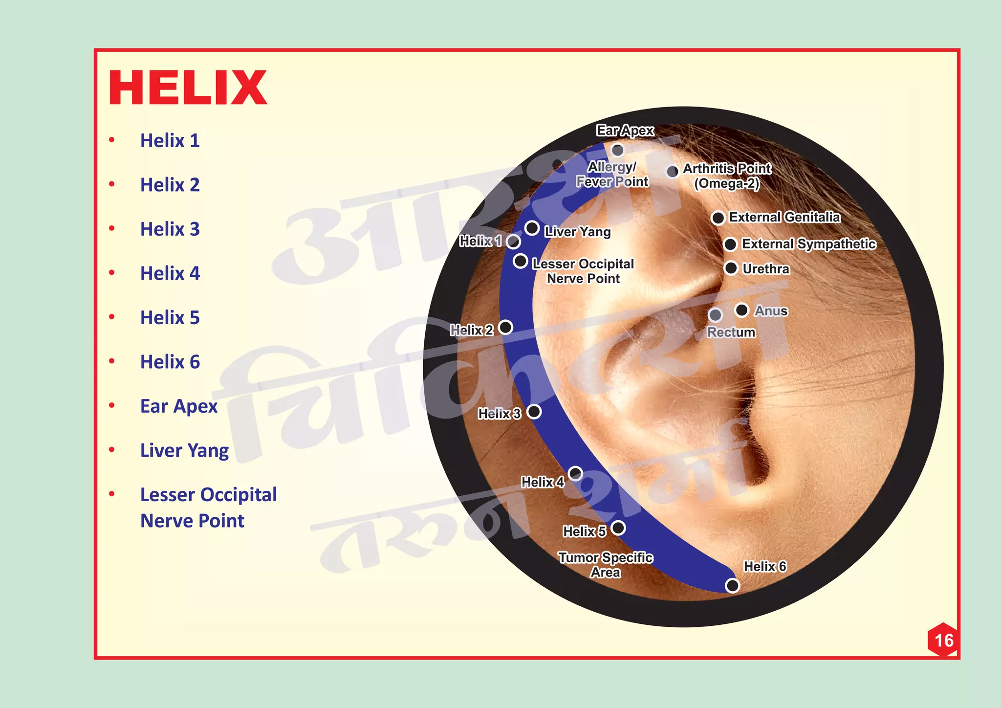 Auricular Therapy-1.pdf