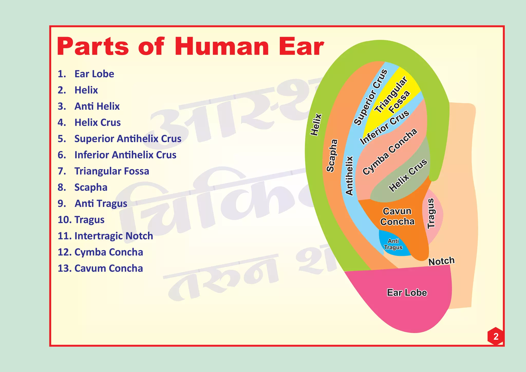 Auricular Therapy-1.pdf