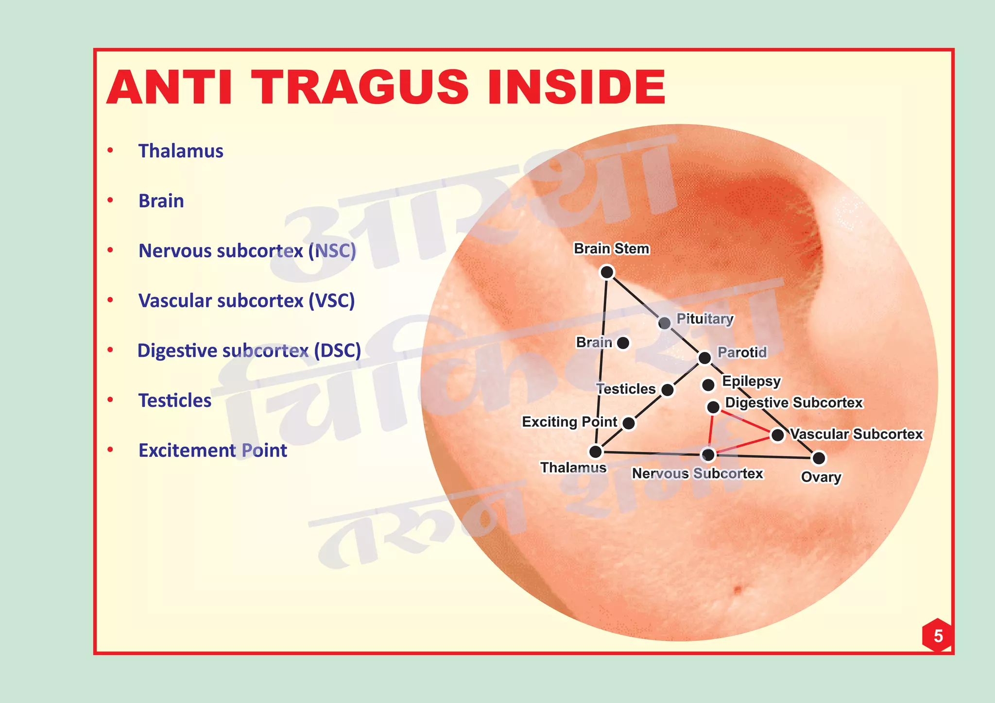 Auricular Therapy-1.pdf