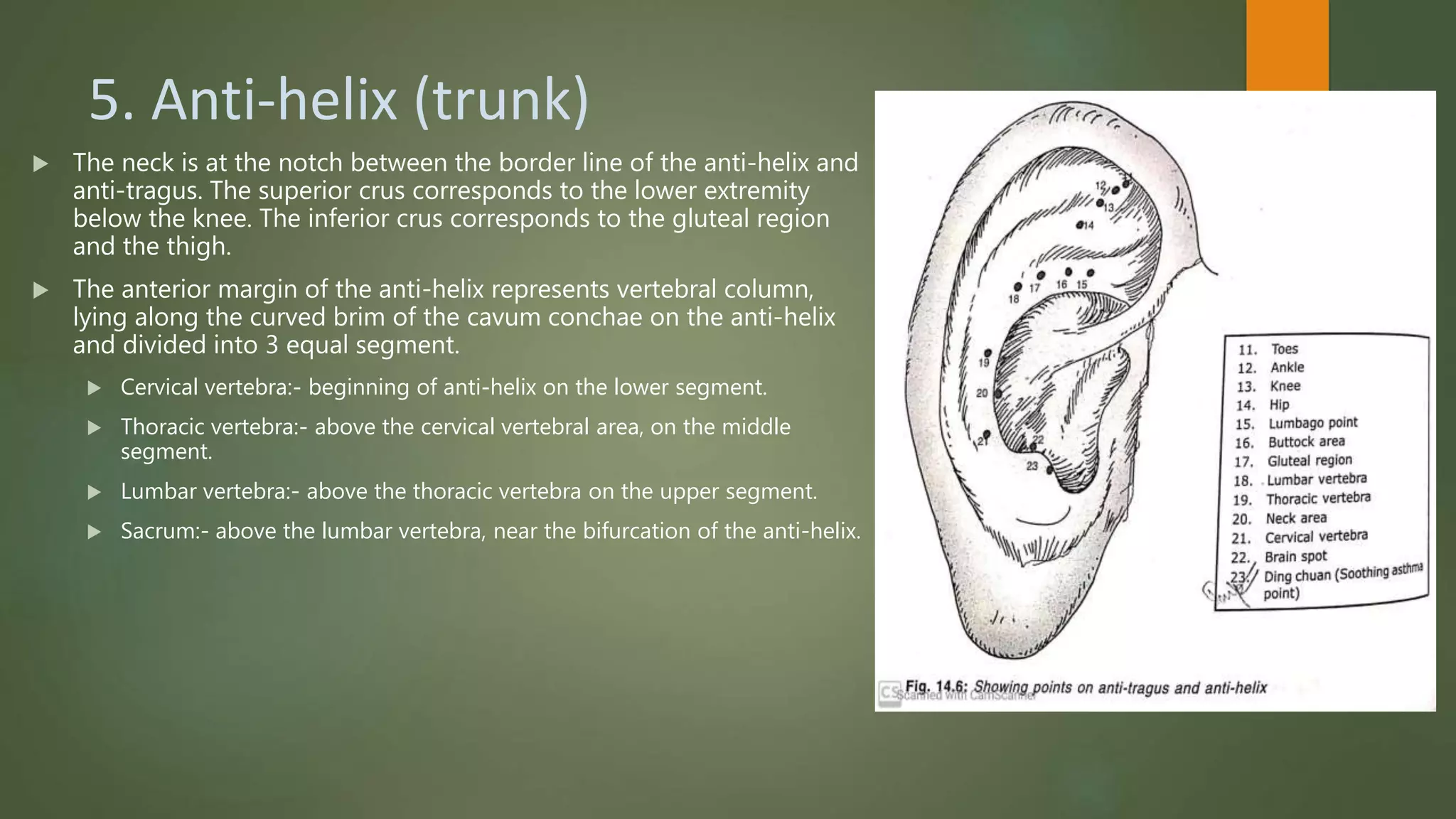 Auriculotherapy | PPTX