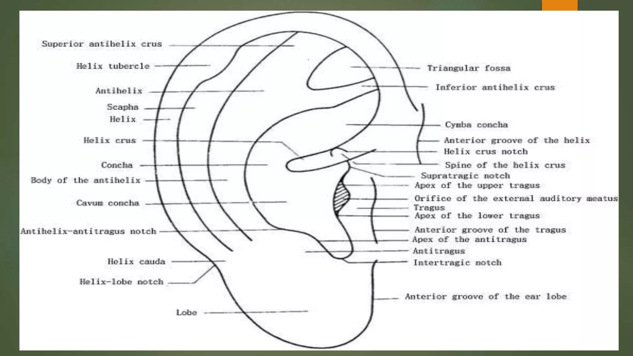 Auriculotherapy | PPTX