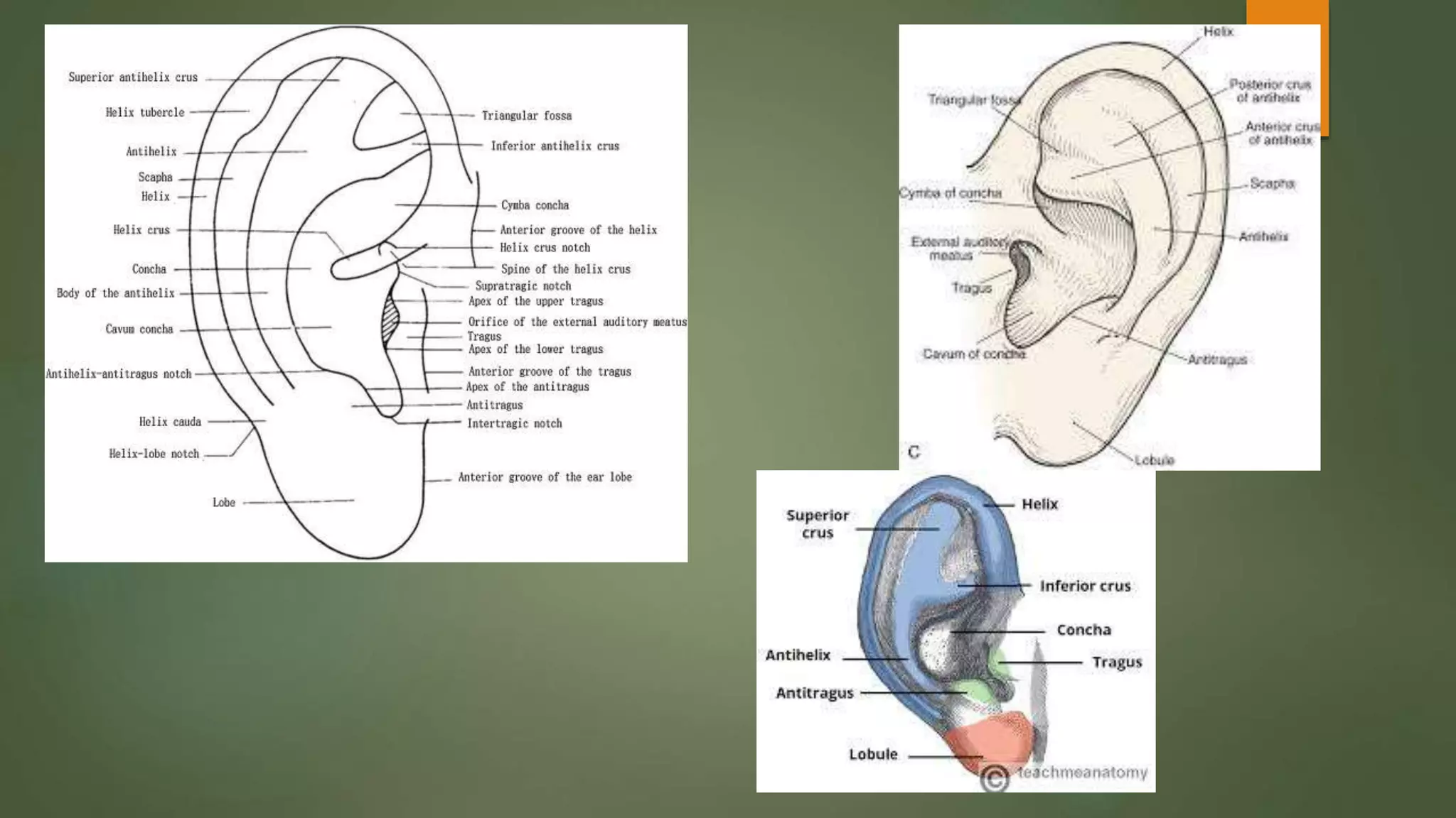 Auriculotherapy | PPTX