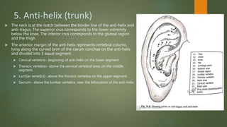Auriculotherapy | PPTX
