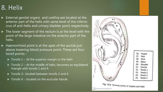 Auriculotherapy | PPTX