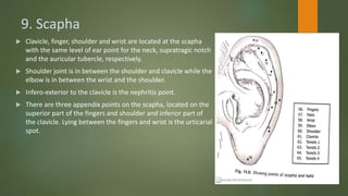 Auriculotherapy | PPTX