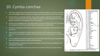 Auriculotherapy | PPTX