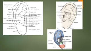Auriculotherapy | PPTX