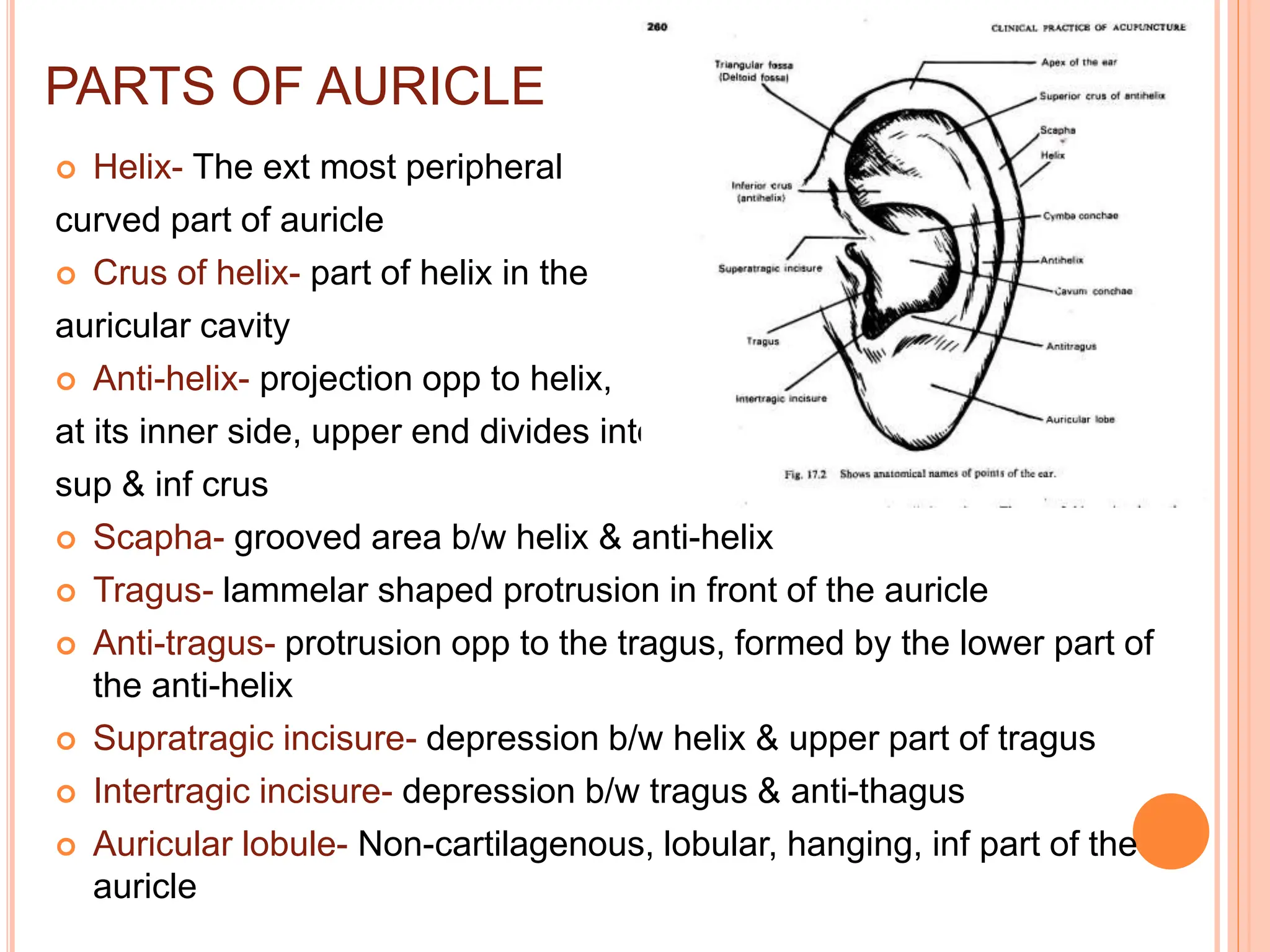 aucupuncture Auriculotherapy.ppt