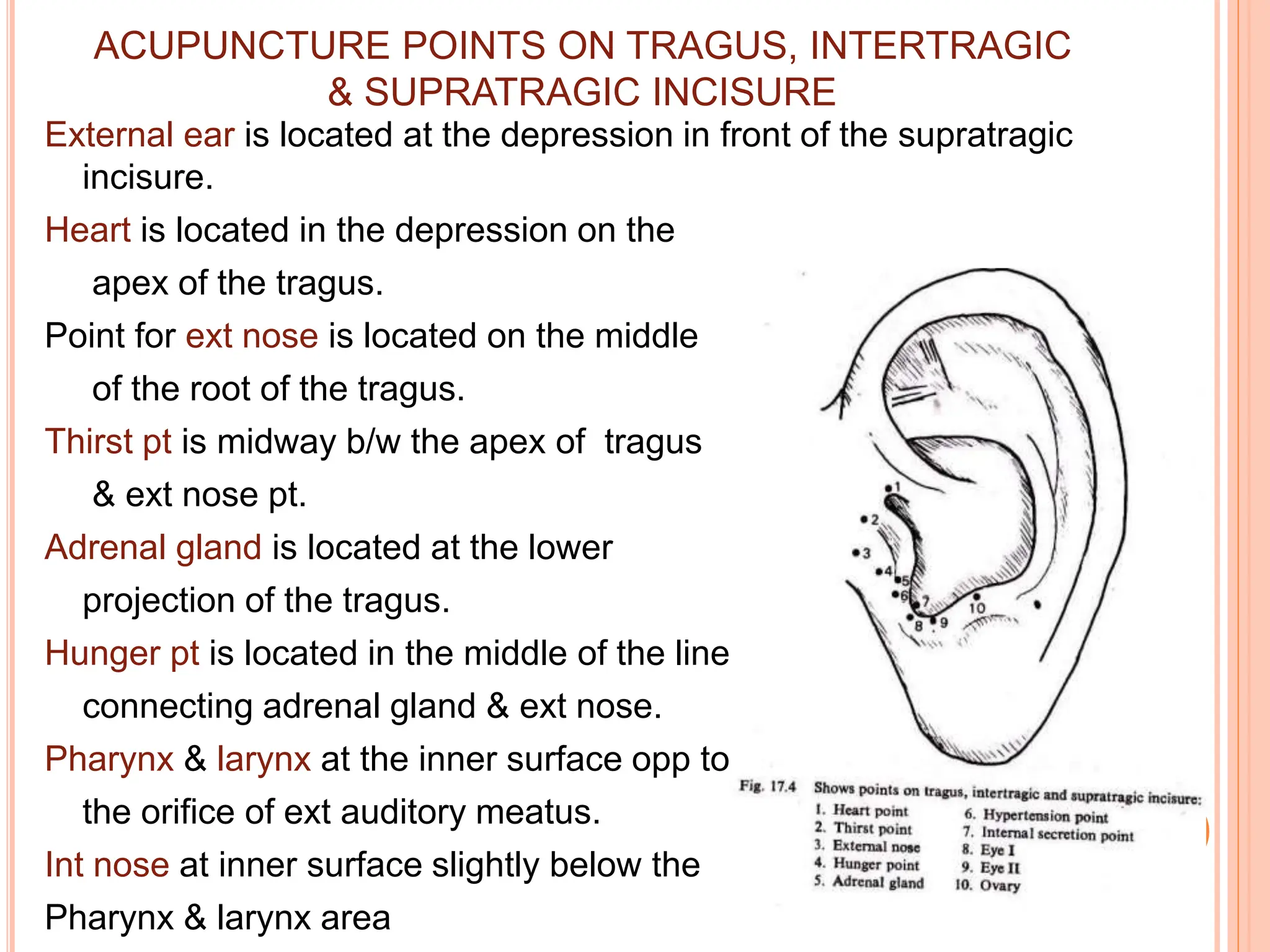 aucupuncture Auriculotherapy.ppt