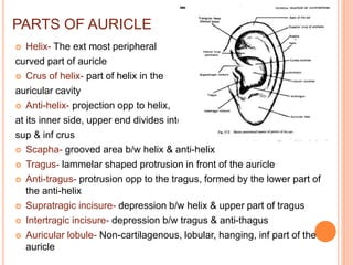 aucupuncture Auriculotherapy.ppt