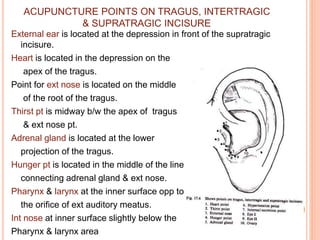aucupuncture Auriculotherapy.ppt
