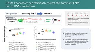 ASO-mediated DNM2 knockdown for Centronuclear Myopathies | PPT