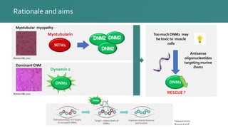 ASO-mediated DNM2 knockdown for Centronuclear Myopathies | PPT
