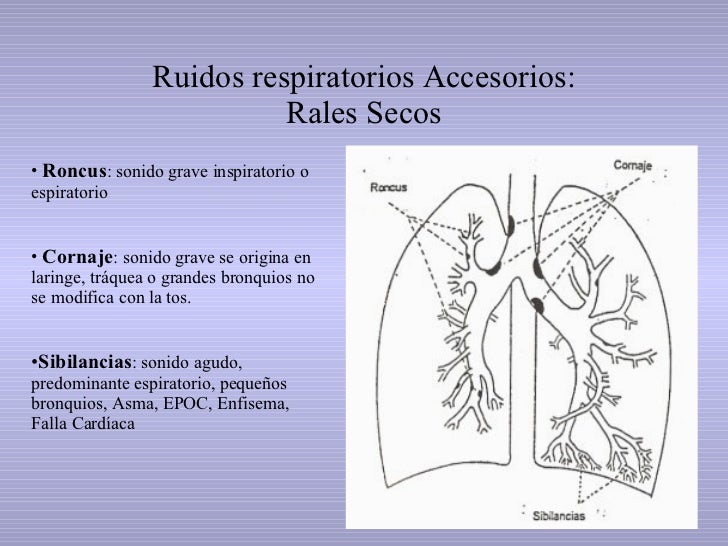 Auscultacion Pulmonar