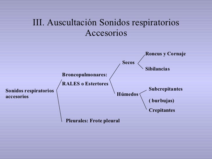 Auscultacion Pulmonar