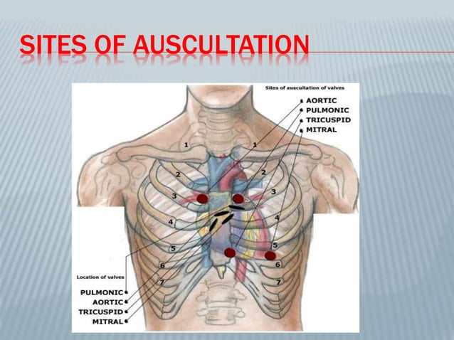 percussion and Auscultation of cardiovascular system with heart sounds ...