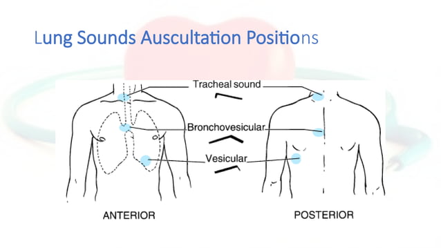 Auscultation of lung and heart sounds.pptx | Lung and Respiratory ...