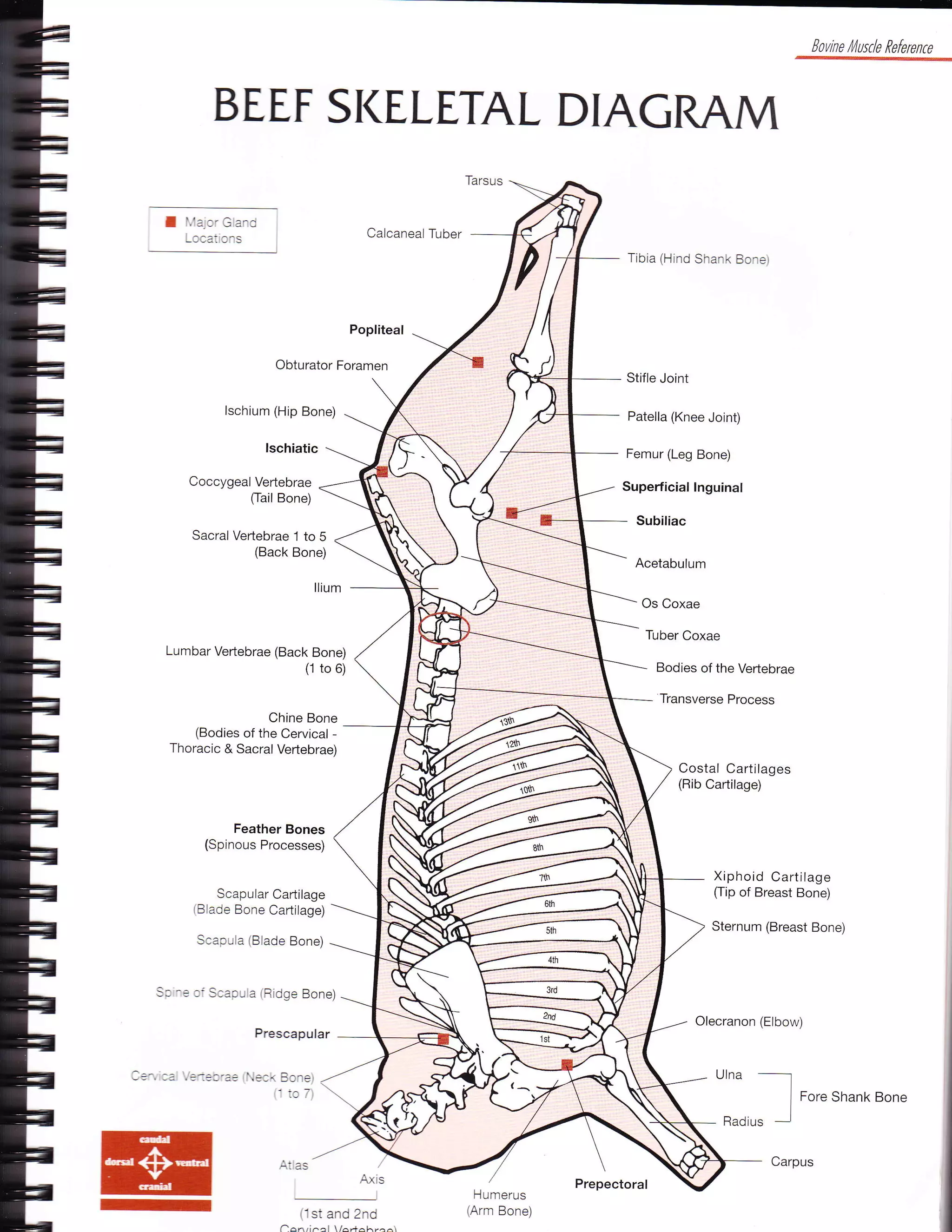 AUSMEAT Handbook Australian Meat | PDF